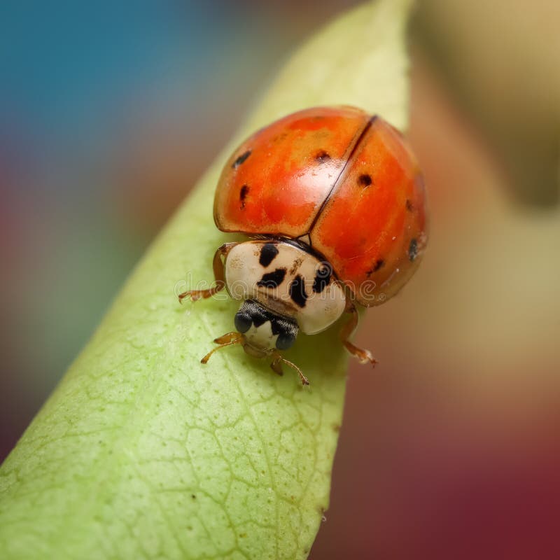 Close Up View of Ladybird on the Plant Leaf Stock Photo - Image of ...