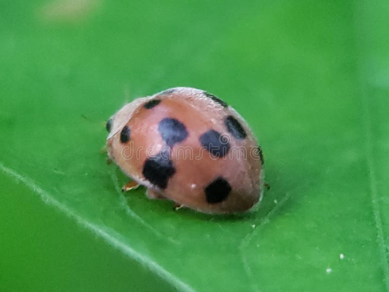 Ladybug with Black Spots on a Green Leaf Stock Photo - Image of ground ...