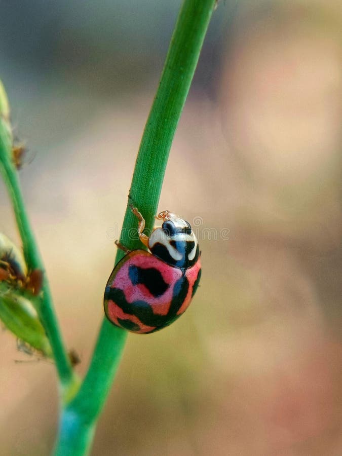 Close-up View of a Ladybug or Known by Its Scientific Name Coccinella ...