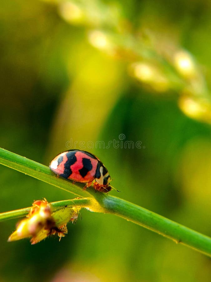 Close-up View of a Ladybug or Known by Its Scientific Name Coccinella ...