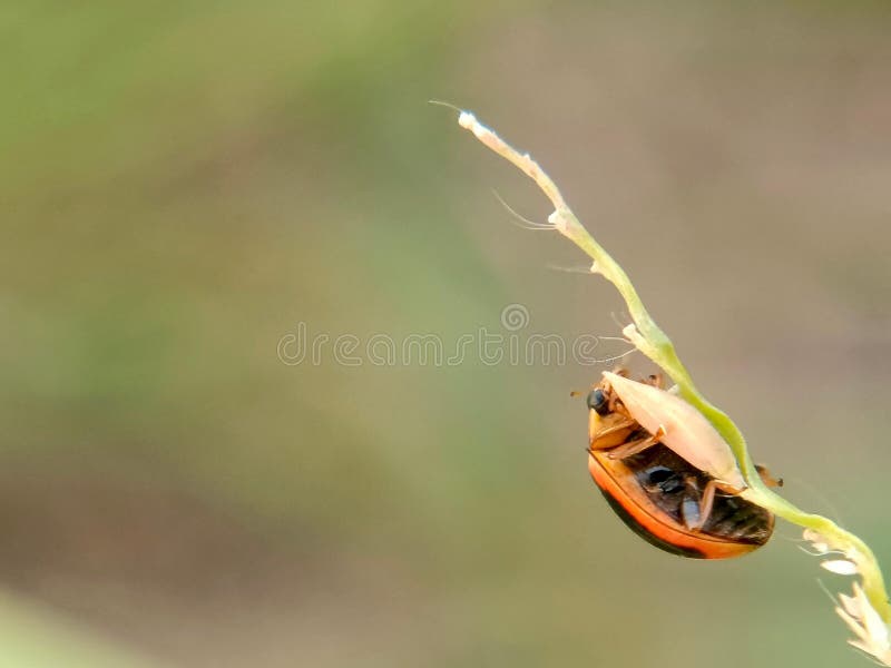 Close Up View of a Ladybug or Scientifically Known As Coccinellidae ...
