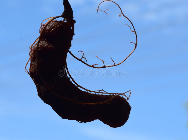 Close-Up of a Brown Seed Pod Hanging from a Tree Against a Blue Sky ...