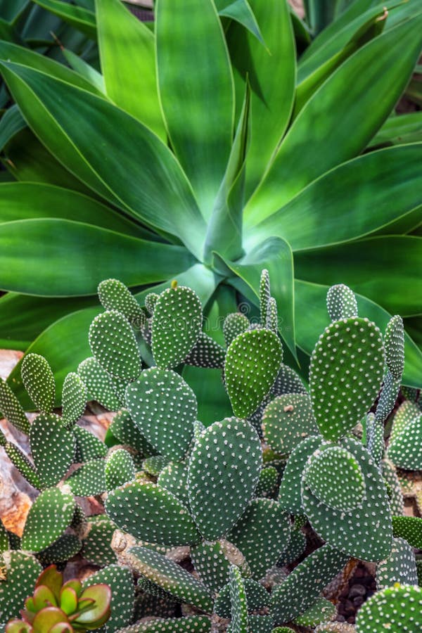 Vertical Cactus Background stock image. Image of nature - 120162881