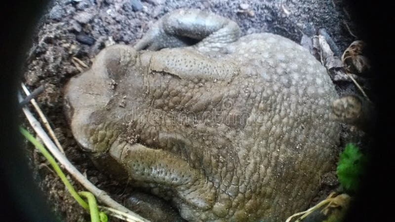 Top of raucous toad stock image. Image of large, toads - 113551759