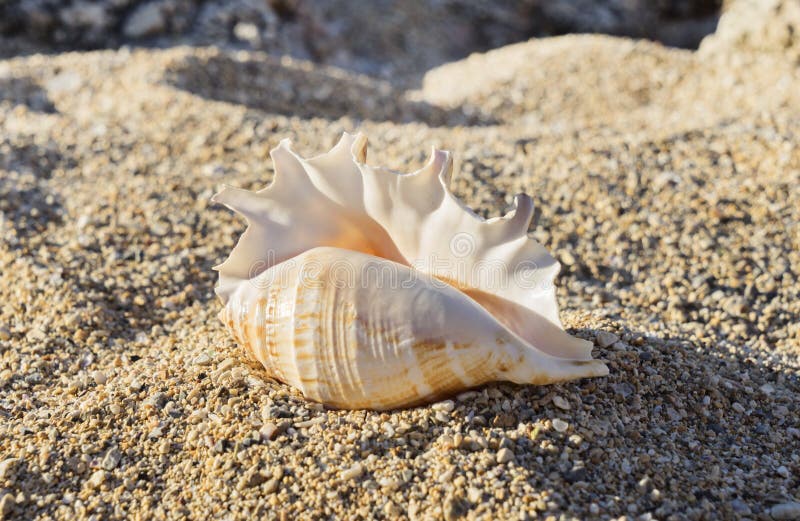 Large Spotted Seashell Lying on the Sand Stock Image - Image of large ...