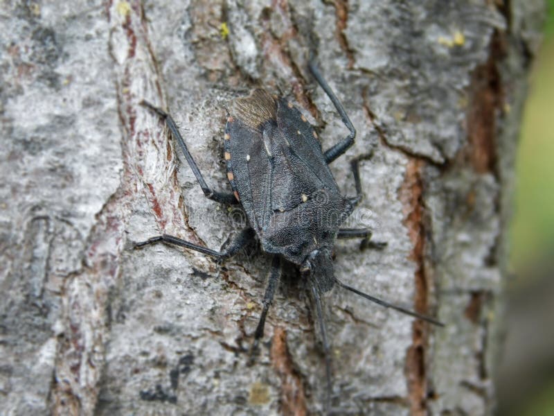 Large African Tortoise stock photo. Image of reptiles - 34014998