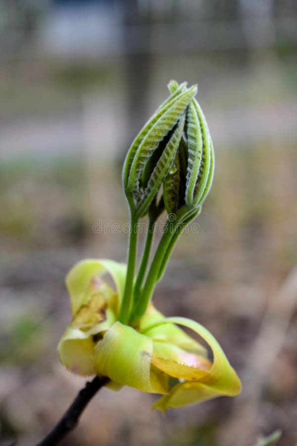 Close up view of leaf bud stock image. Image of plant - 179797613