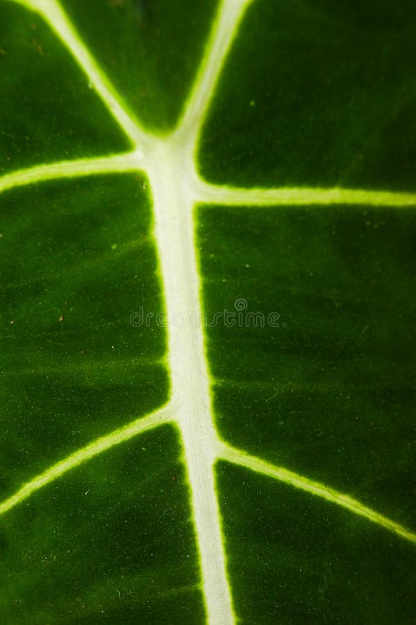 Close-up View of Leaf Veins Stock Photo - Image of lawn, circle: 267465264