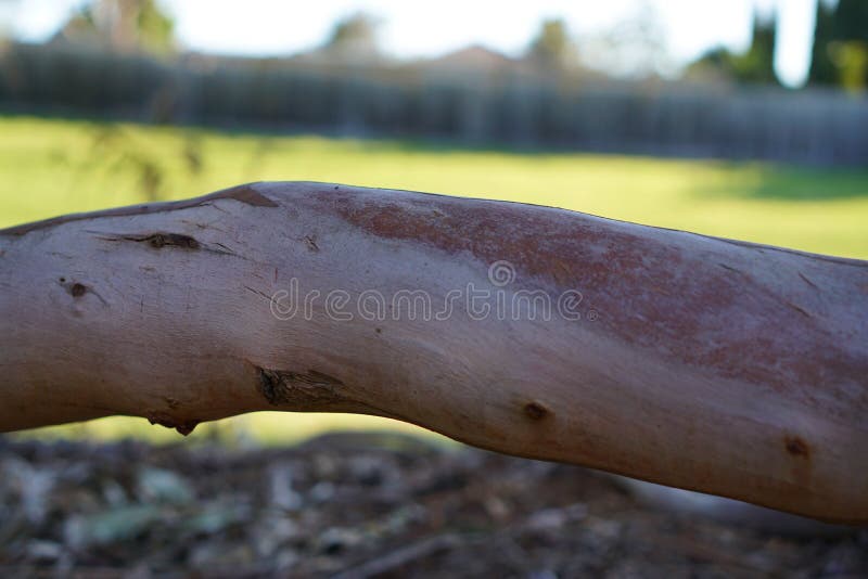 Leg shaped tree log stock photo. Image of macro, forest - 126858238