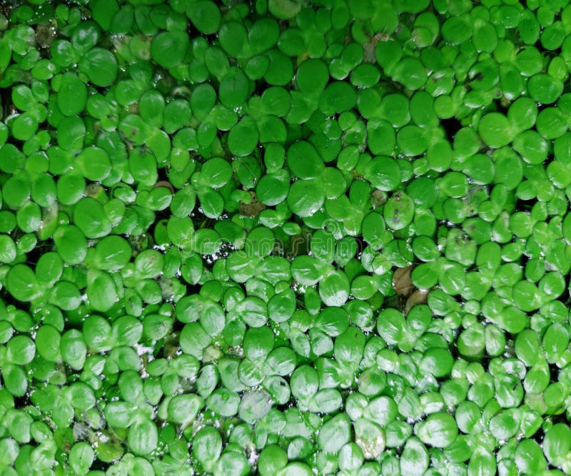 Close Up View of Lemna Minor or Common Duckweed Stock Image - Image of ...