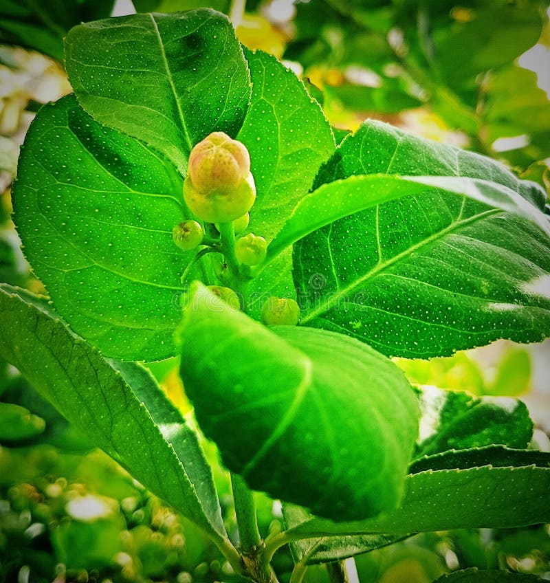 Close-up View of a Lemon Tree Branch Stock Photo - Image of likely ...