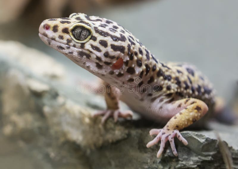 Close-up View of a Leopard Gecko Stock Image - Image of afghanistan ...