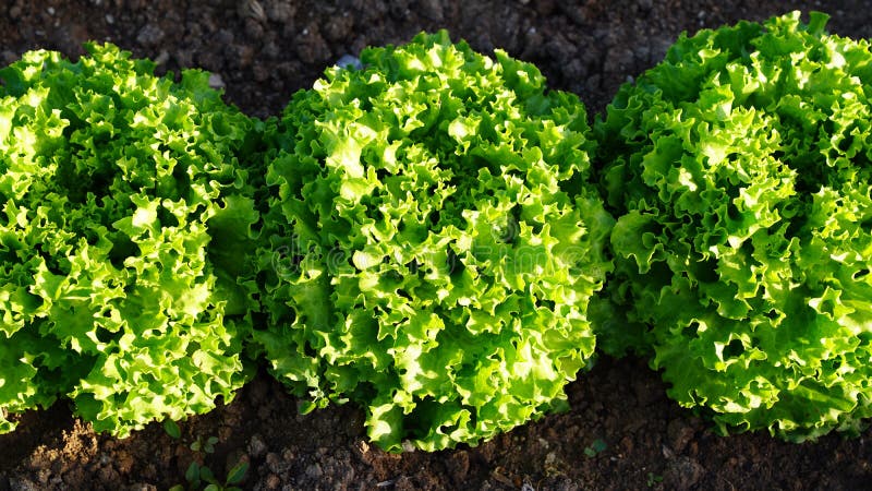 Close Up View of Lettuce in Garden. Growing Lettuce in Field Stock ...