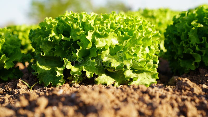 Close Up View of Lettuce in Garden. Growing Lettuce in Field Stock ...