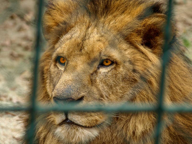 Sad Lion Stock Photos - Download 796 Royalty Free Photos