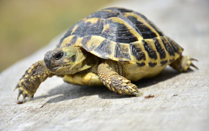 Close Up View of the Little Turtle Stock Photo - Image of close, little ...