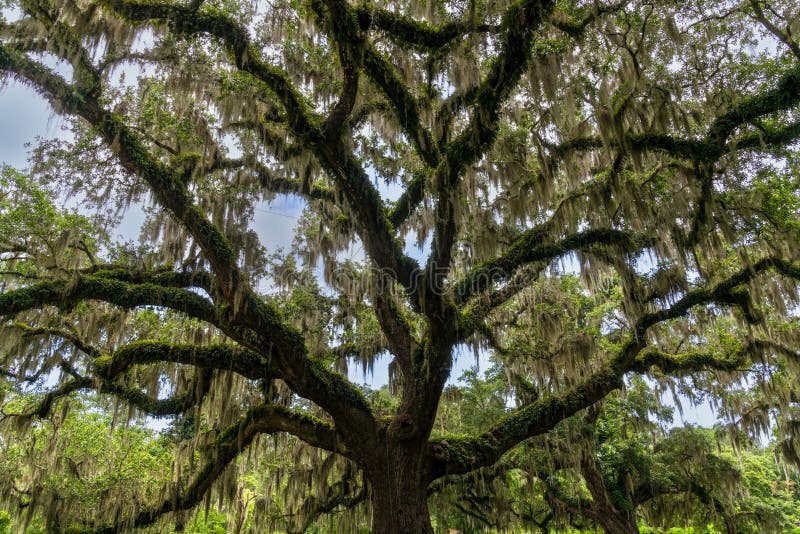 Close-up View of a Live Oak Tree with Spanish Moss in Lush Summer Green ...