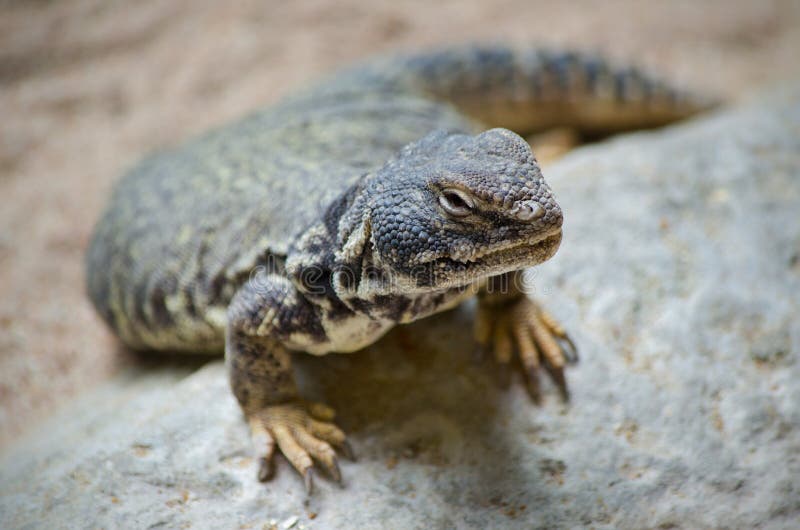 Close up view of a Lizard. stock photo. Image of nature - 94713224