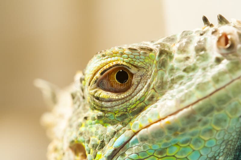 Close-up View of the Lizard Eye Stock Image - Image of legged ...