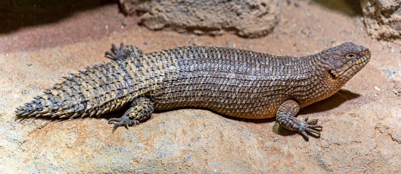 Close-up View of a Lizard Gidgee Skink Stock Photo - Image of spines ...