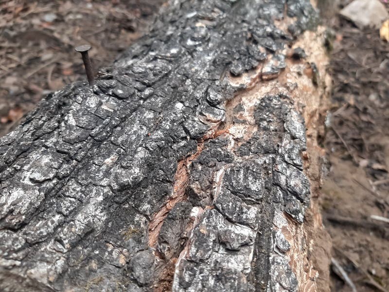 Close-up View of a Lump of Wood Stock Photo - Image of group, carbon ...