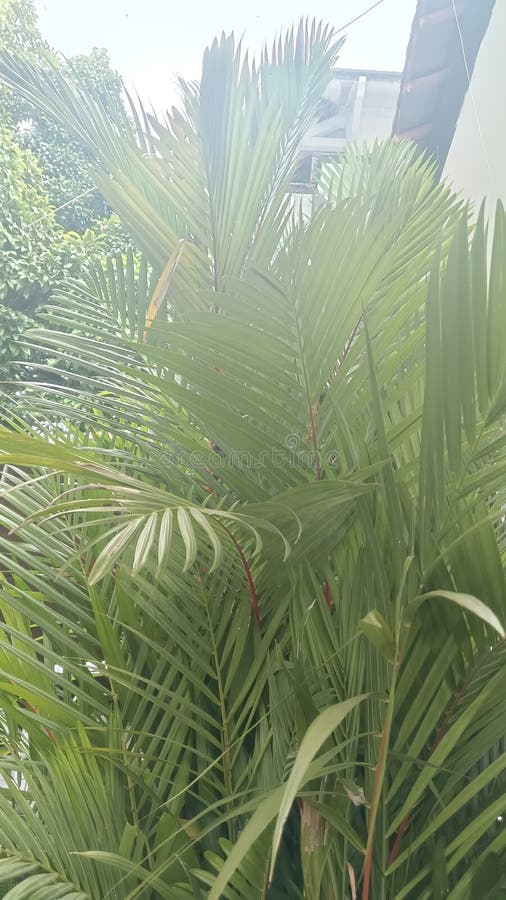 A Close-up View of a Lush Green Palm Tree with Long, Slender Leaves ...