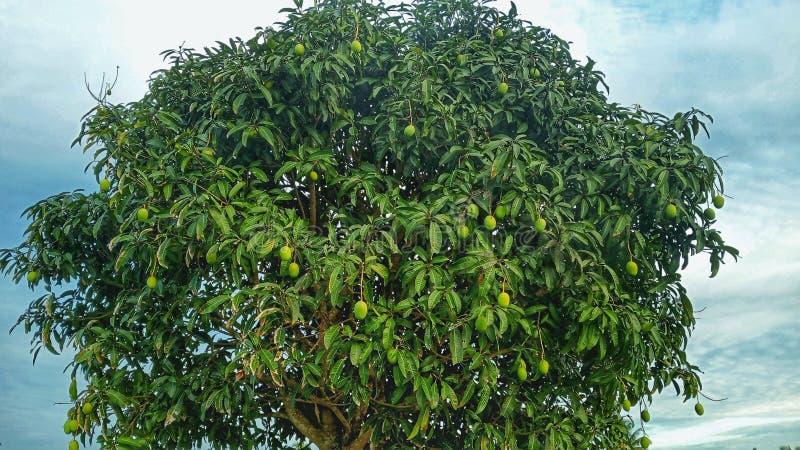 Close-up View of Lush Mango Trees and Dense Fruit, Against a Clear Sky ...