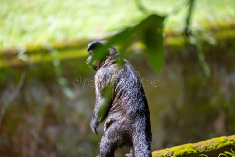 Close-up View of a Lutung from Behind Standing Under the Sunlight Stock ...