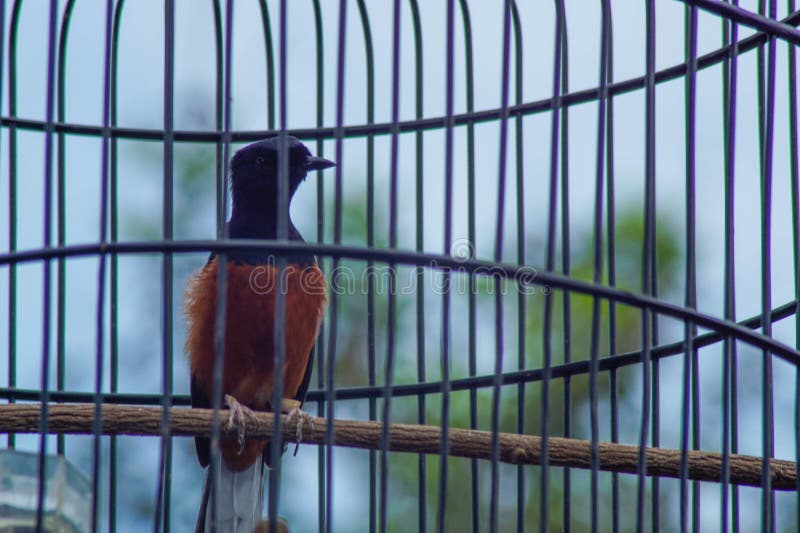 Magpie in a cage stock photo. Image of captivity, asia - 316069064