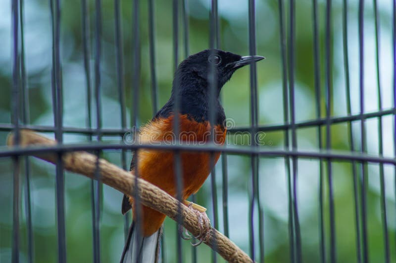 Magpie in a cage stock photo. Image of feather, brown - 316069118