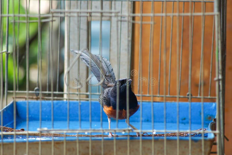 Magpie in a cage stock image. Image of garden, songbird - 316069265