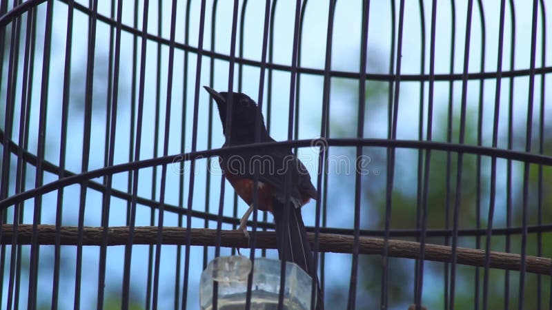 Magpie in a cage stock video. Video of sparrow, close - 316192811