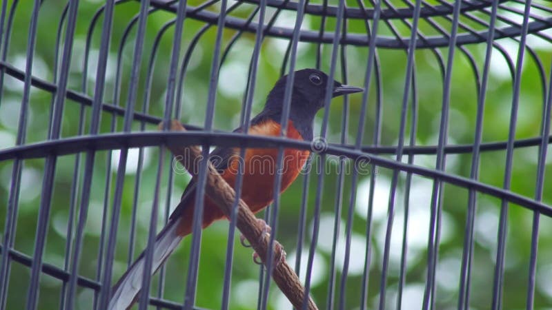 Magpie in a cage stock video. Video of feather, aviary - 316192899