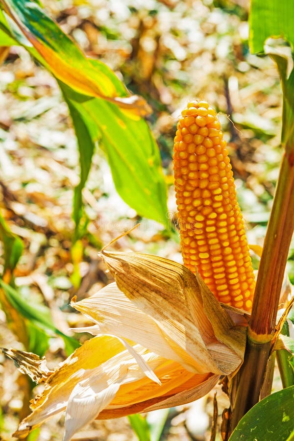 Close Up View Maize Corn on the Cob Stock Image - Image of summer ...