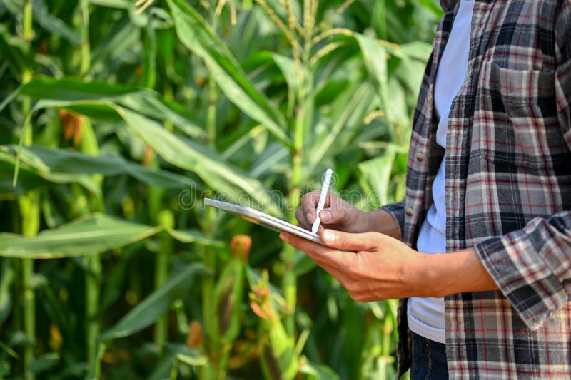 Close Up View of Male Farm Worker Using Digital Tablet in Corn Planting ...