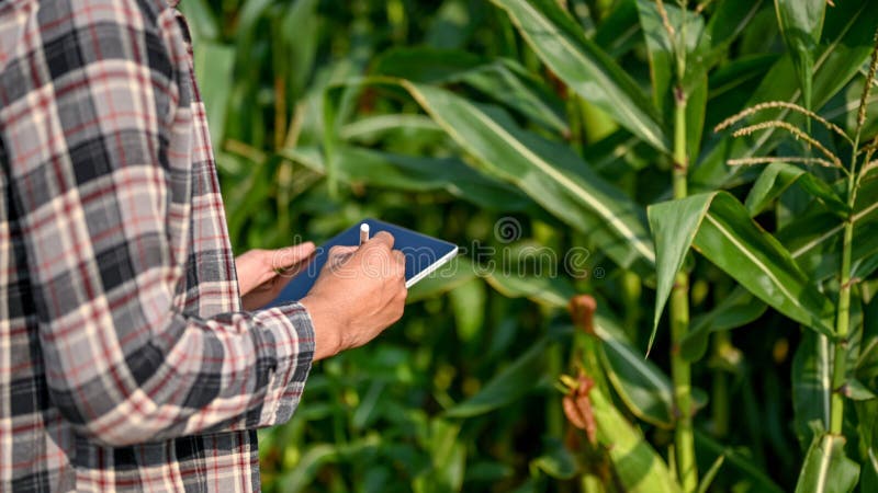 Close Up View of Male Farm Worker Using Digital Tablet To Keep Up the ...