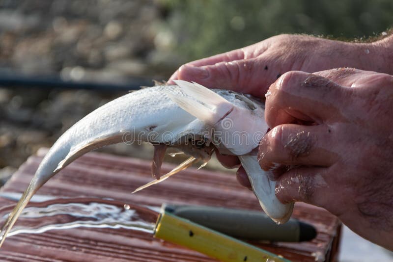 Close Up View of Man Hands Scales a Fish Stock Photo - Image of fresh ...