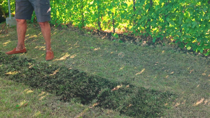 Man Restoring Lawn Using Soil Spreader Roller on Grass in Garden. Stock ...