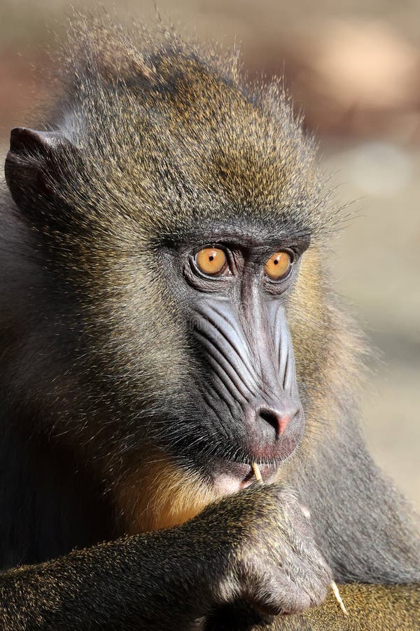 Close up view of mandrill stock photo. Image of animals - 245994886