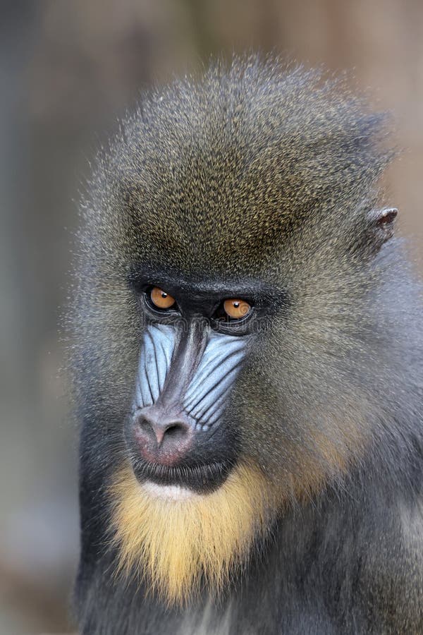 Close up view of mandrill stock image. Image of nature - 245994941