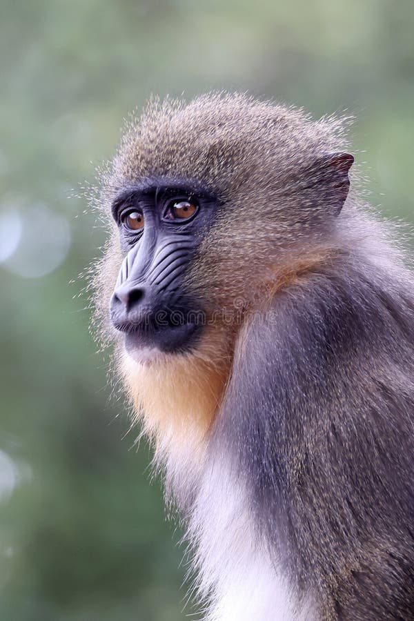 Close Up View of a Mandrill Stock Photo - Image of african, jungle ...