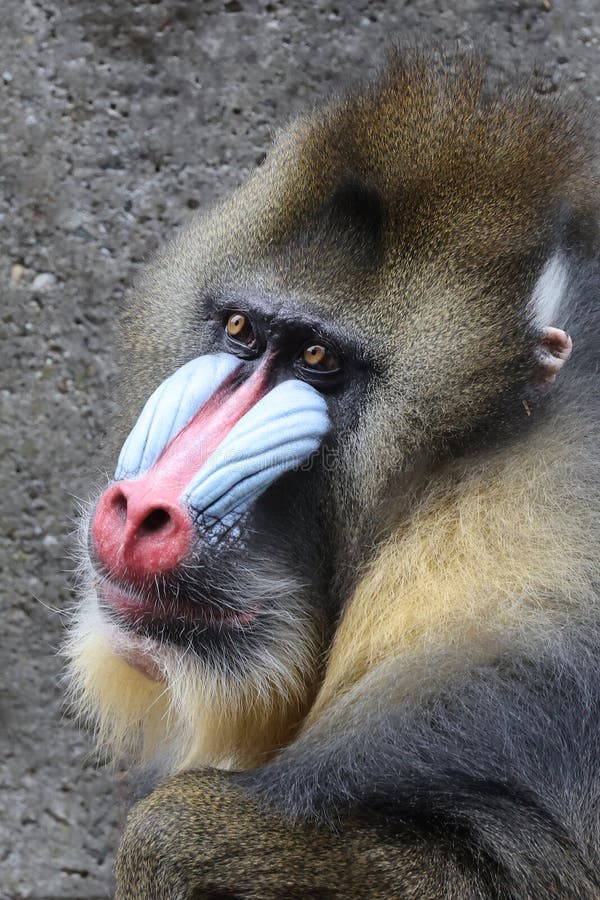 Close Up View of a Mandrill Stock Photo - Image of face, portrait ...