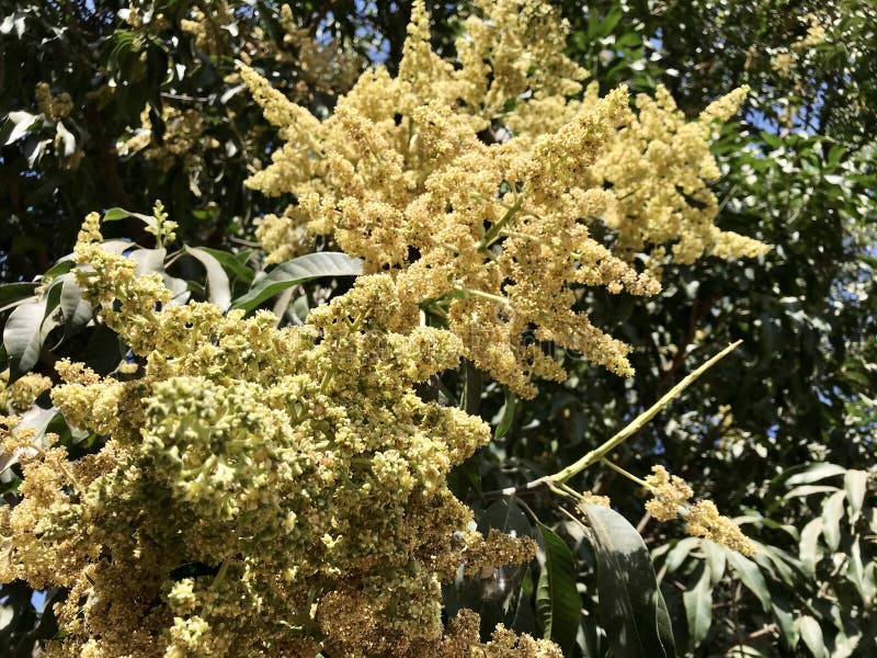 A Close Up View of Mango Tree Flowers Blooming in March Stock Photo ...