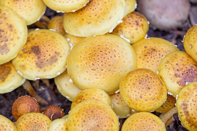 Nameko Mushroom Pot For Cultivation Stock Image - Image of fungus ...