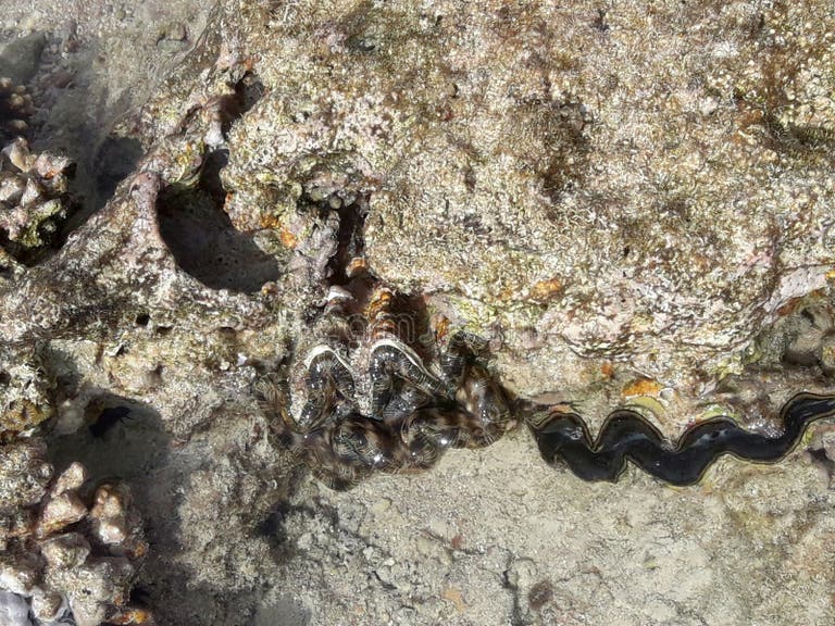 A Close Up View of a Marine Environment Featuring a Large, Textured ...