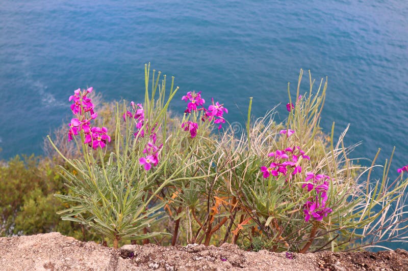 Close Up View of Matthiola Incana Stock Image - Image of bouquet ...