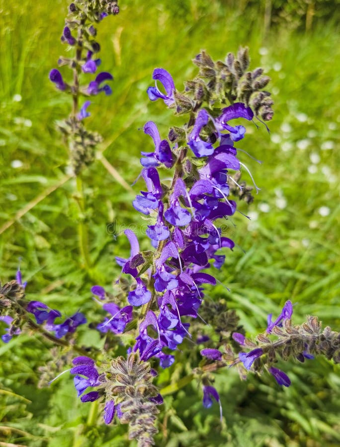 Meadow Sage or Salvia Pratensis Herbaceous Perennial Plant with Blue To ...
