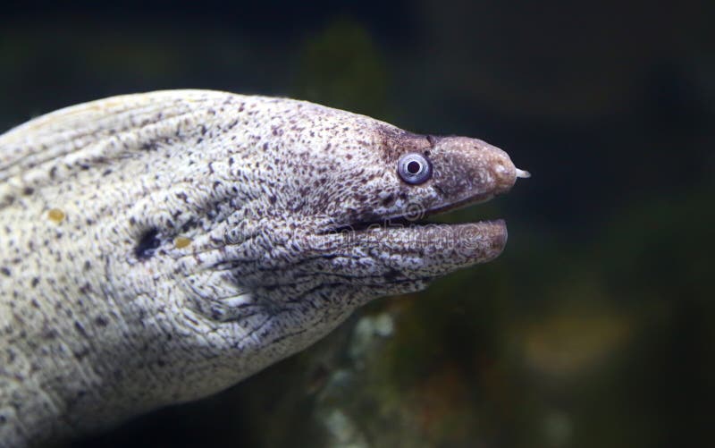 Mediterranean Moray Roman Eel, Muraena Helena at Fishmonger`s Market ...