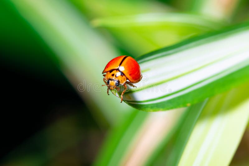 Micraspis Stock Photos - Free & Royalty-Free Stock Photos from Dreamstime