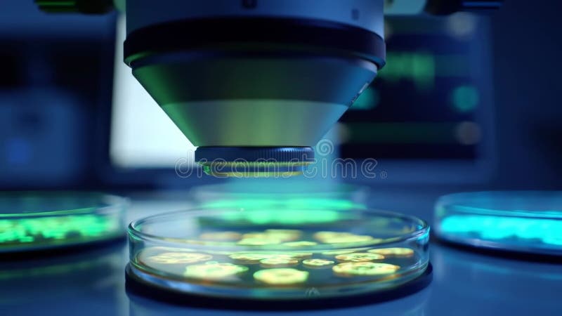 Close-up View of a Microscope Examining Glowing Petri Dishes with ...